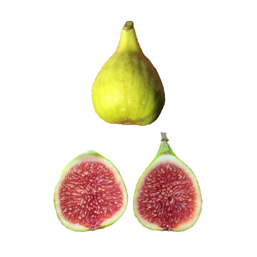 Strawberry Verte Fig Tree | Pronounced Berry Flavors | Lazy Dog Farm