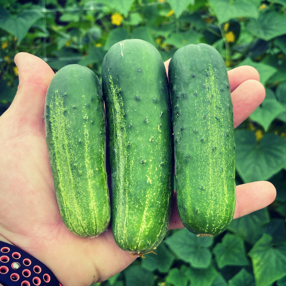 Cucumber Seeds | Slicing and Pickling Cucumbers | Lazy Dog Farm
