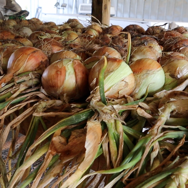 Onion Seeds | Grow Your Own Big, Sweet Onions | Lazy Dog Farm