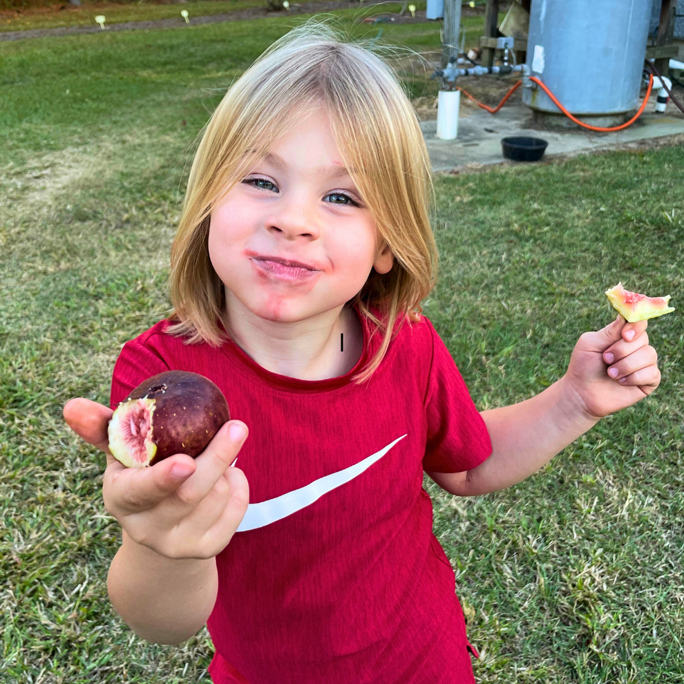 LAZY DOG FARM | FIG TREES FOR YOUR BACKYARD | CHOOSE FROM MANY FLAVORS ...