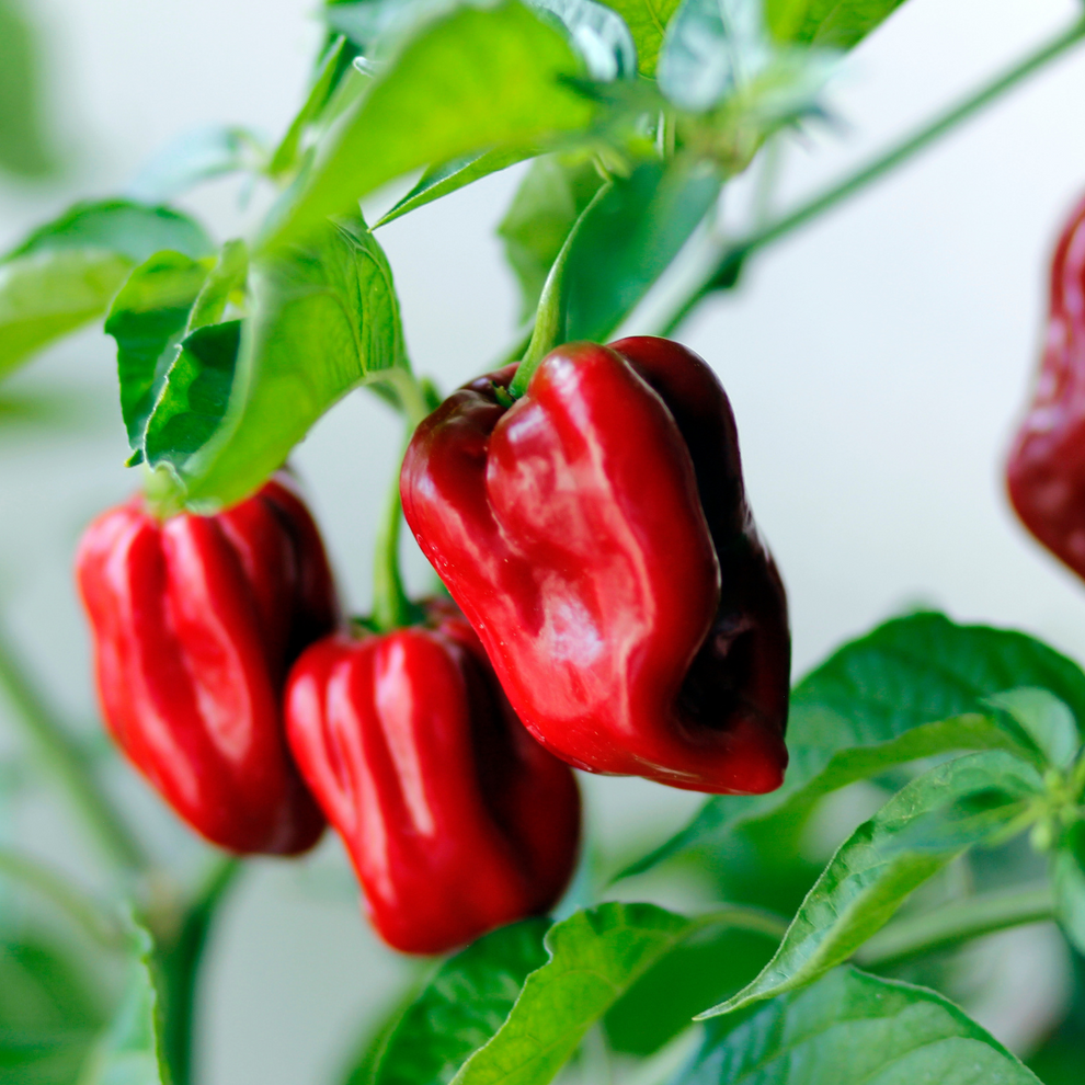 Velociraptor Habanero Pepper Seed | Intense Red Heat | Lazy Dog Farm