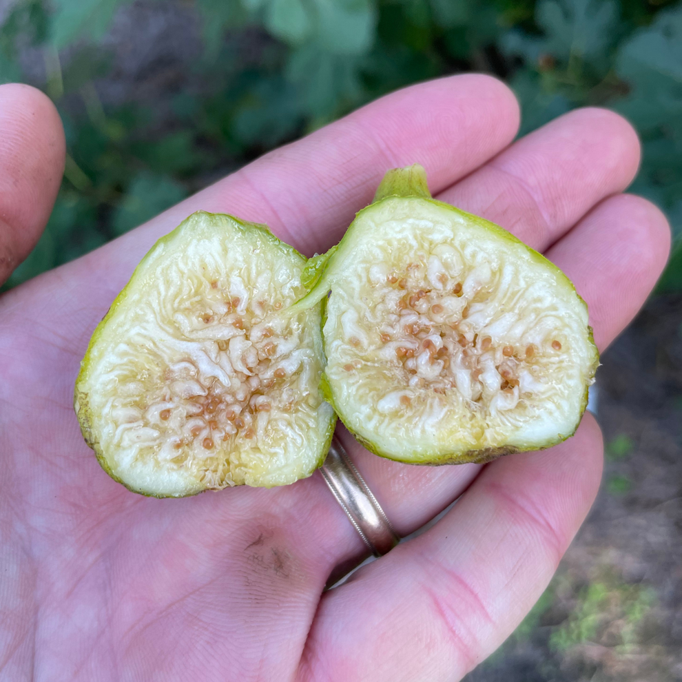 White Marseilles Fig Tree | Great for Northern Growers | Lazy Dog Farm