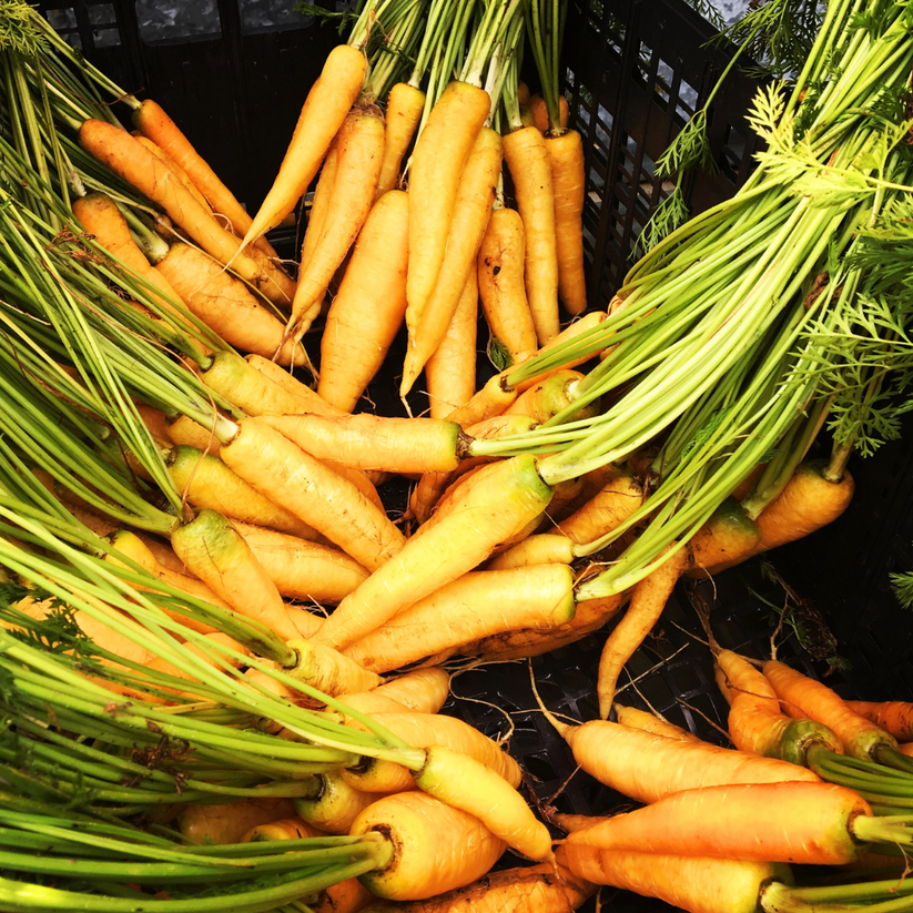 Yellowstone Carrot Seed | Nutritious & Delicious | Lazy Dog Farm