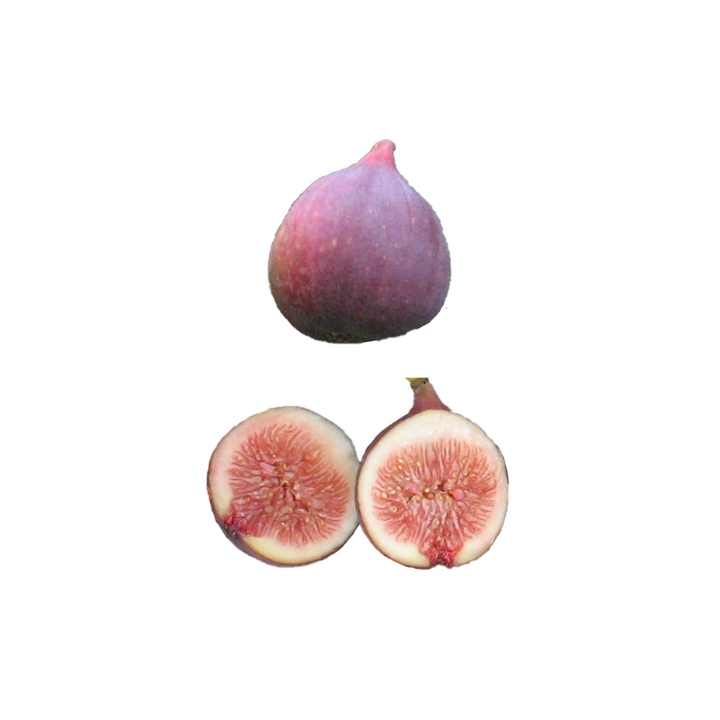 LAZY DOG FARM | FIG TREES FOR YOUR BACKYARD | CHOOSE FROM MANY FLAVORS ...